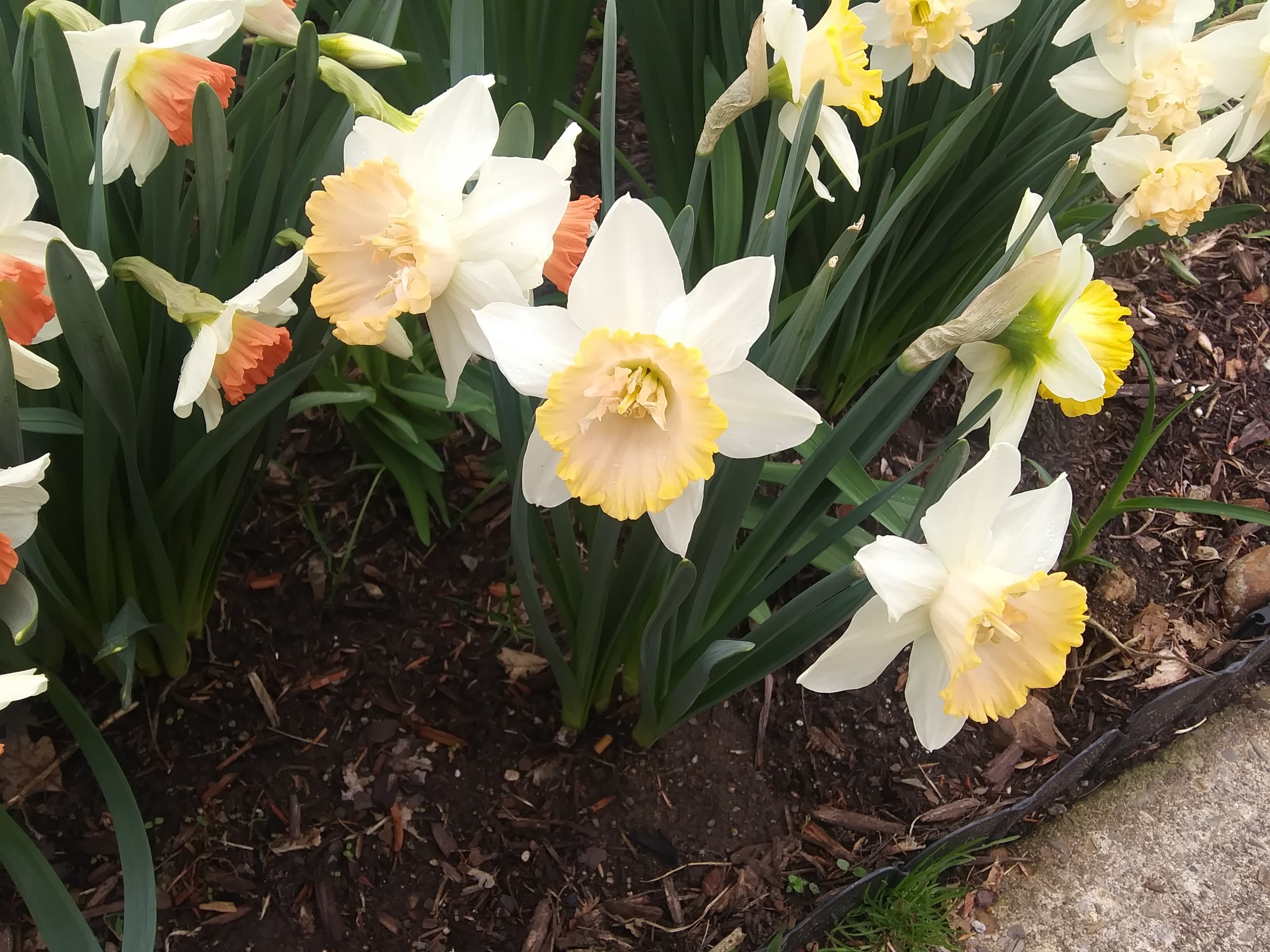 Wordsworth, Daffodils in my Garden and National Poetry Month – Susan ...