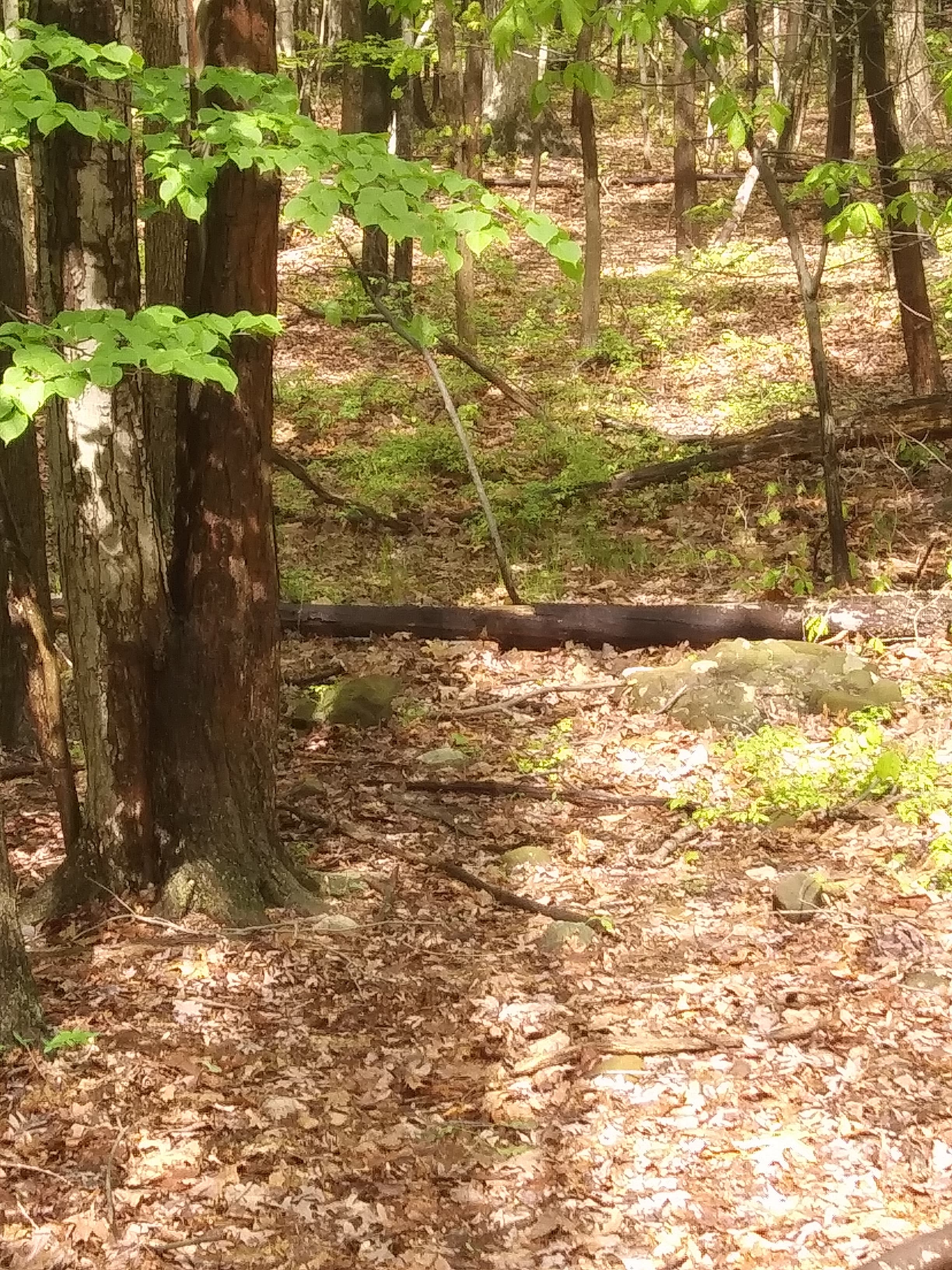 Hiking Haibun and Haiku – Susan Joy Clark